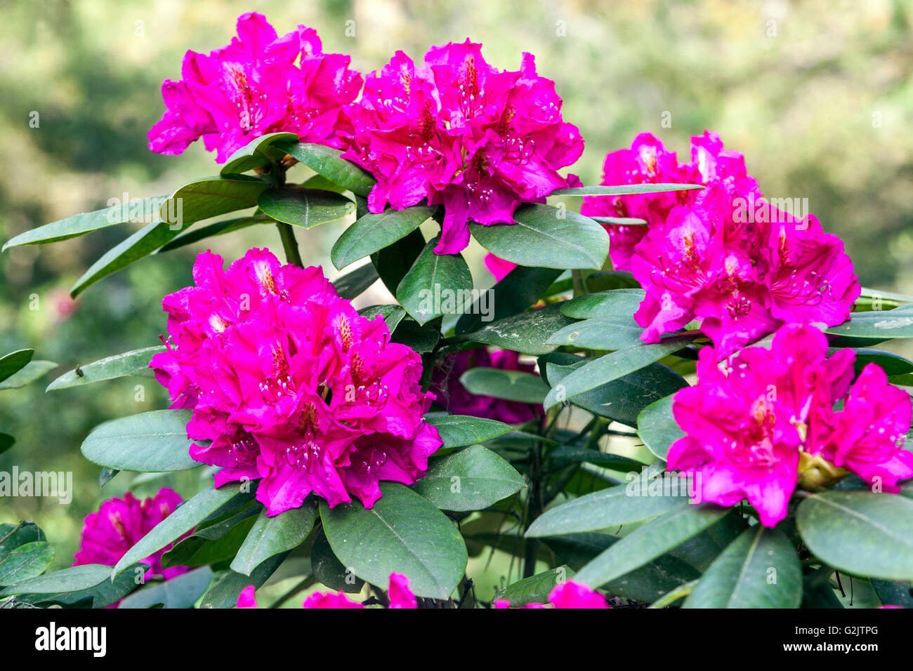 Rhododendron american beauty hi-res stock photography and images - Alamy