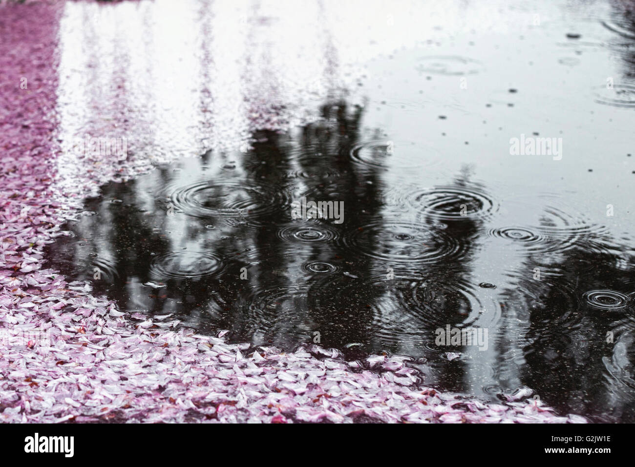 Rain drops puddle hi-res stock photography and images - Alamy