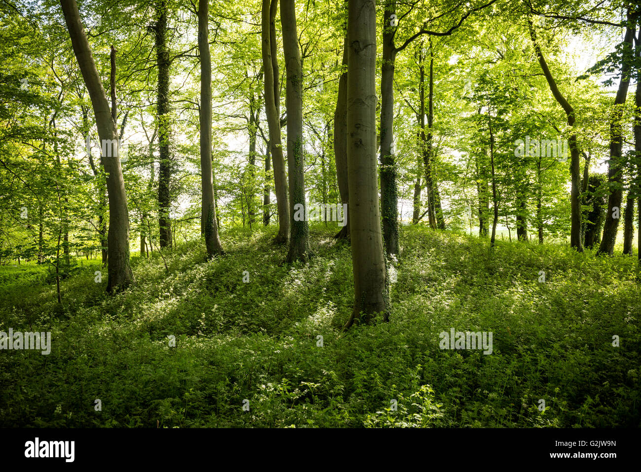 The Giant's Grave Bronze Age barrow cemetery near Aldbourne, Wiltshire ...