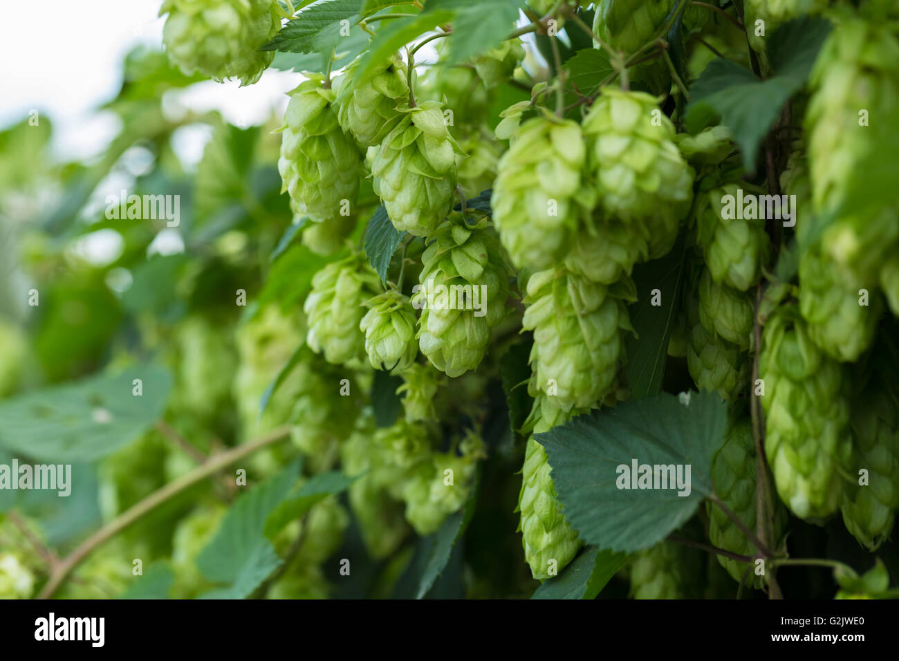 Hops hop garden beer hi-res stock photography and images - Alamy