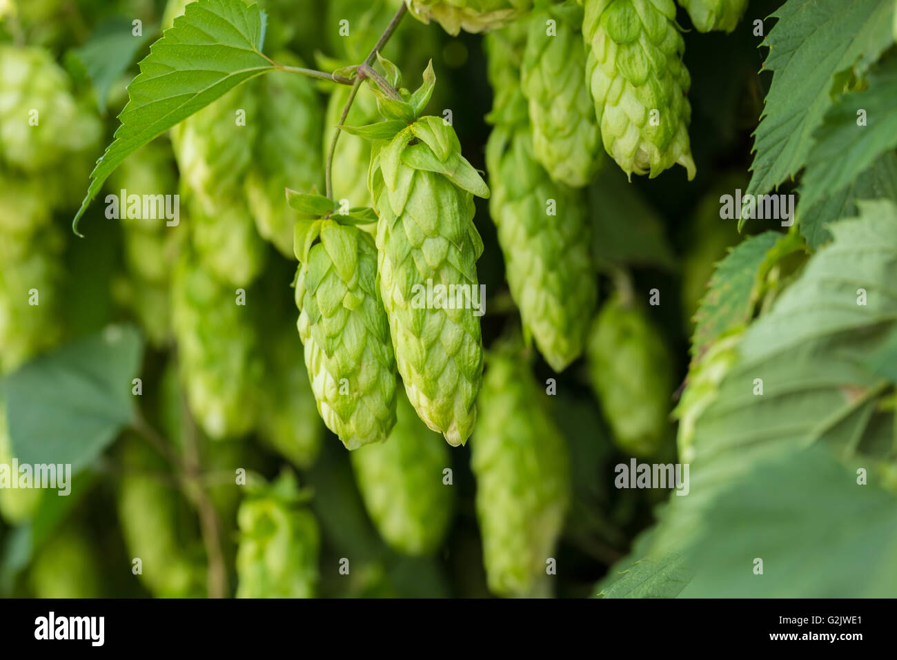 Cone hop garden hop garden hop field hi-res stock photography and ...