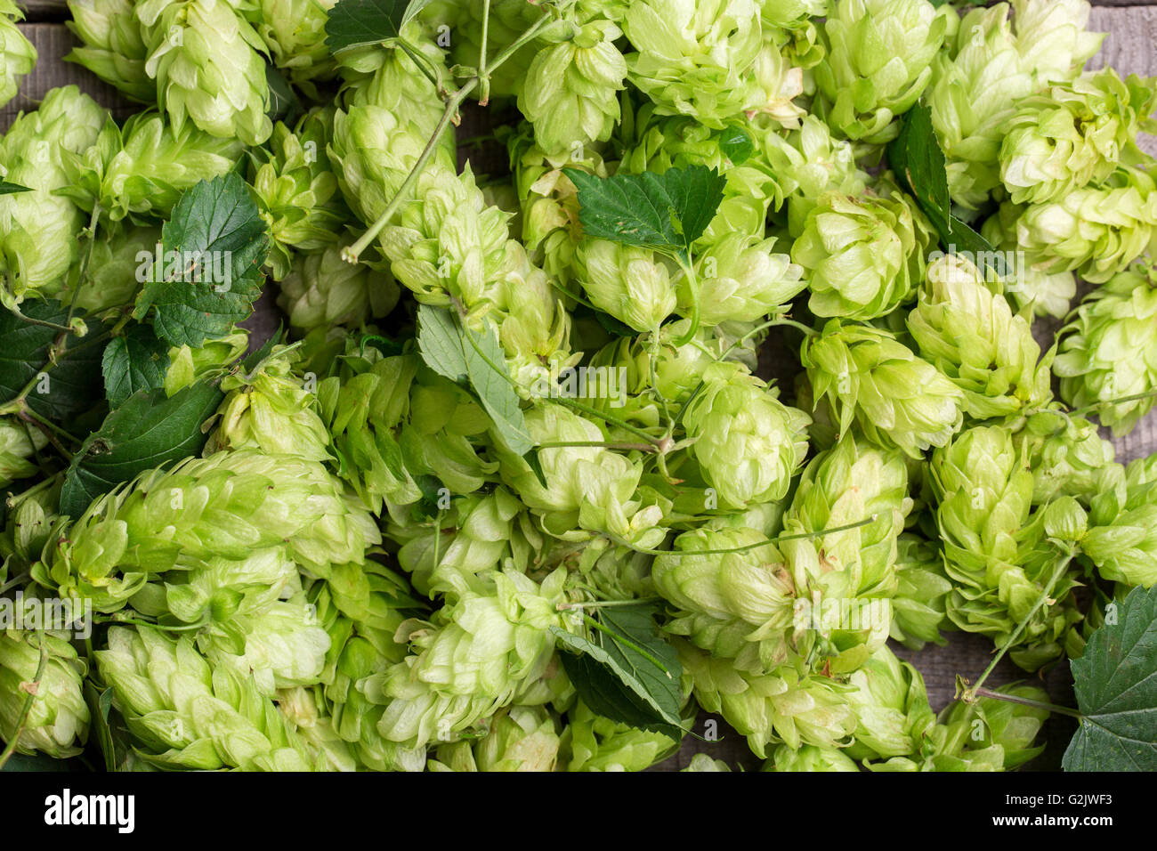 Hops hop cone hi-res stock photography and images - Alamy