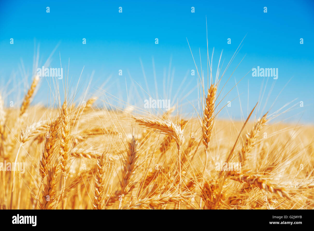 Gold wheat field and blue sky Stock Photo - Alamy