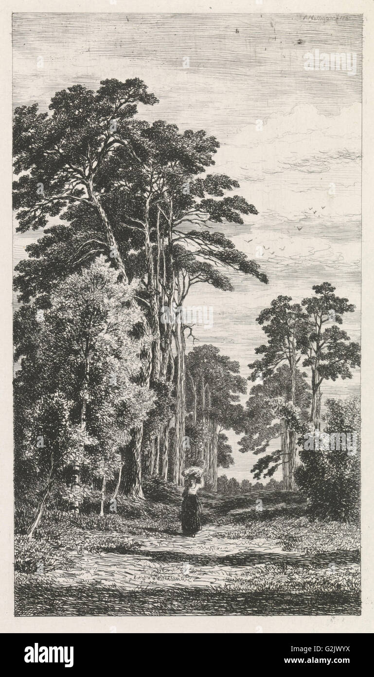 Dennenlaan, Alexander Mollinger, 1860 Stock Photo - Alamy