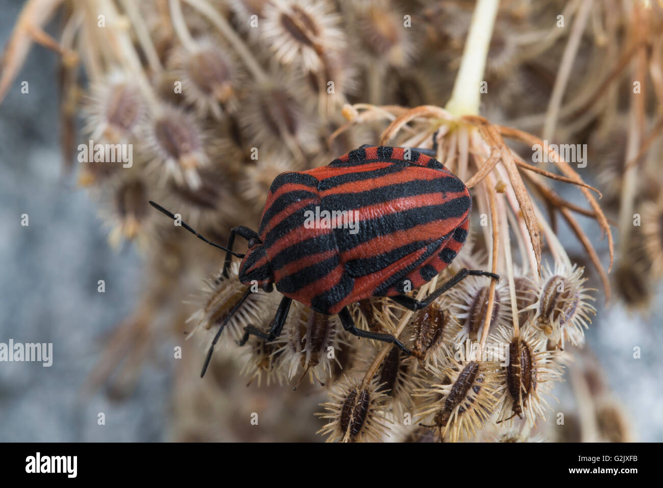 Pentatomidae beetle hi-res stock photography and images - Alamy