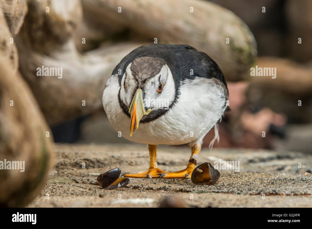 Pacific puffin hi-res stock photography and images - Alamy