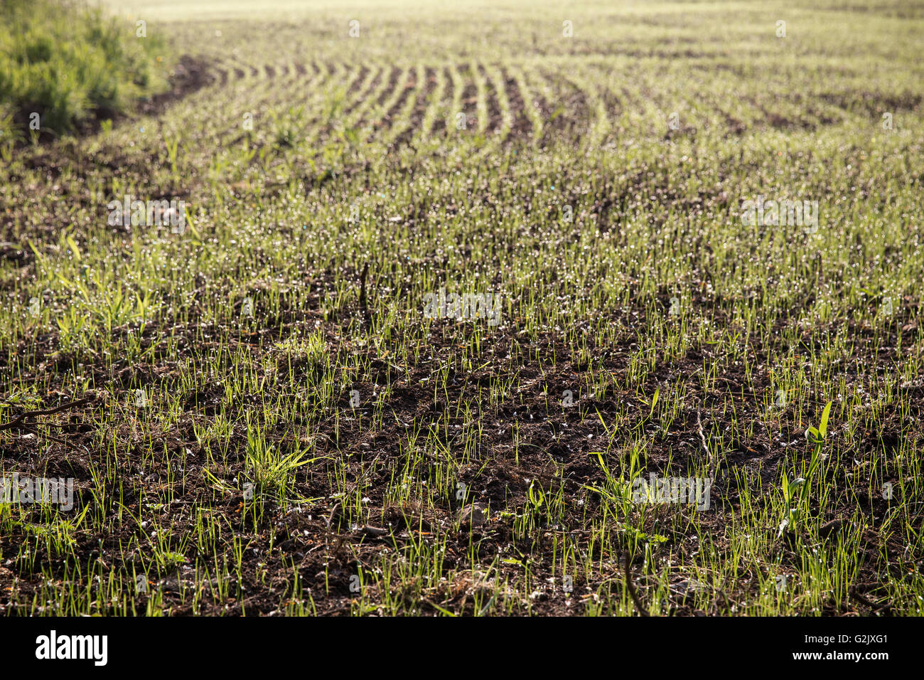 Grass seed dart hi-res stock photography and images - Alamy