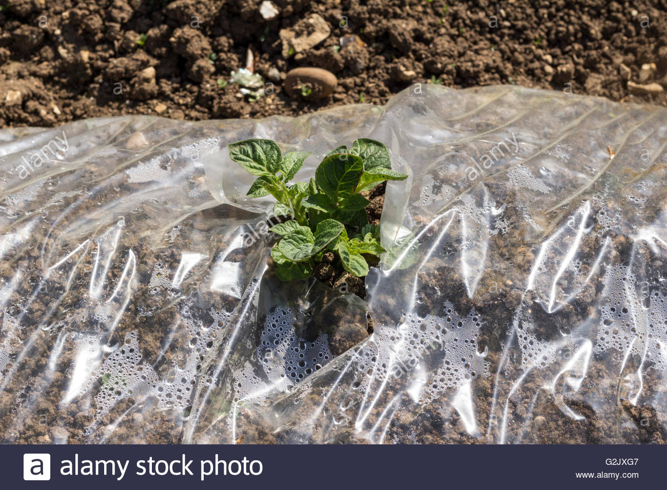 First Early Potato High Resolution Stock Photography and Images - Alamy