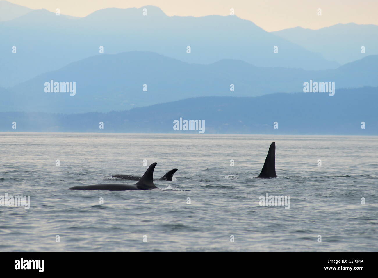 Victoria canada orca hi-res stock photography and images - Alamy