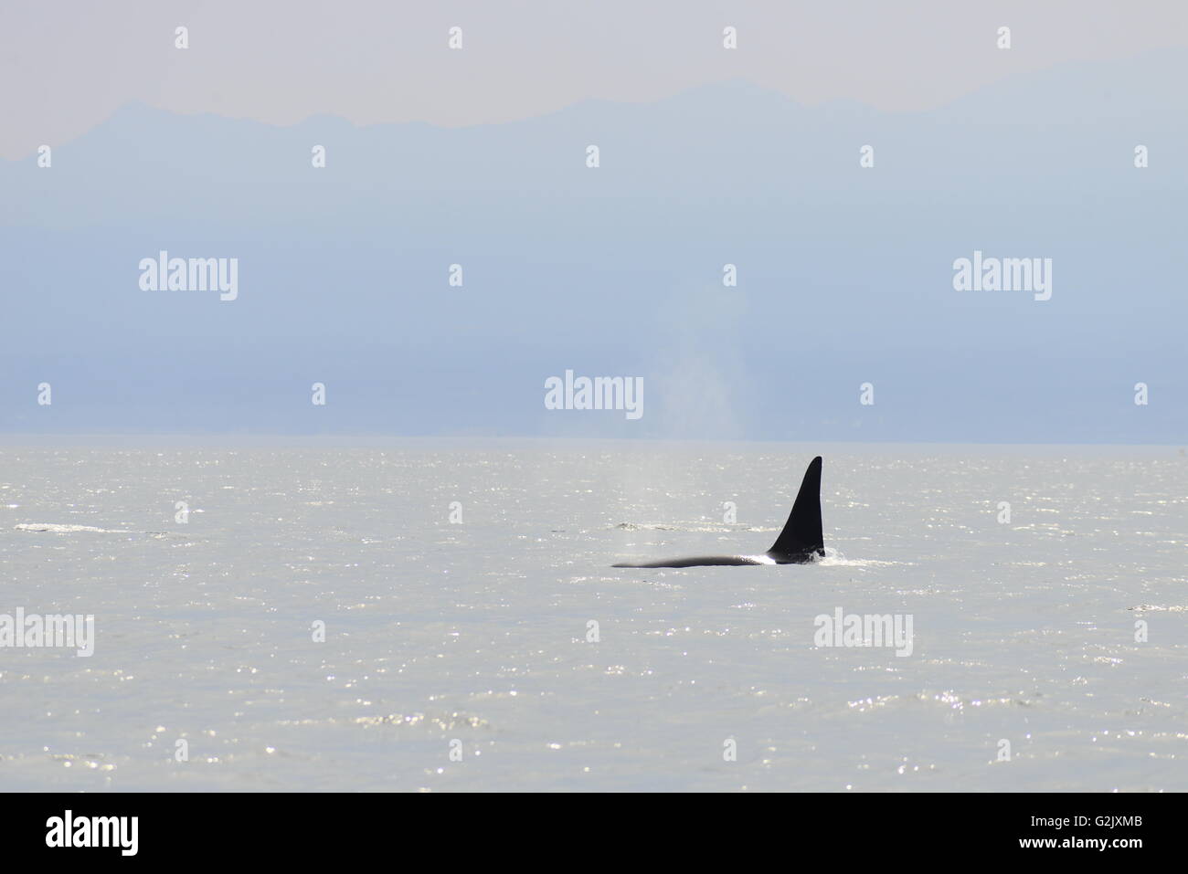 Victoria canada orca hi-res stock photography and images - Alamy