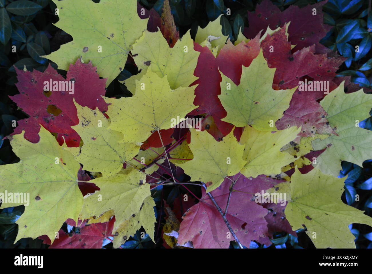 Red and Yellow, Autumn Maple leaves Stock Photo - Alamy