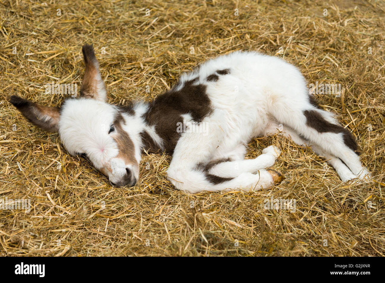 Donkey hi-res stock photography and images - Alamy