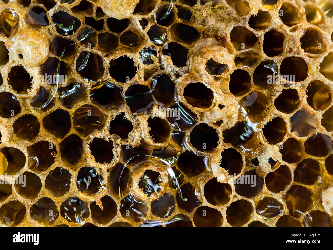 Natural Beehive Construction