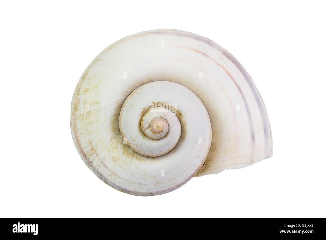 Single shell isolated on white background and clipping path Stock Photo ...