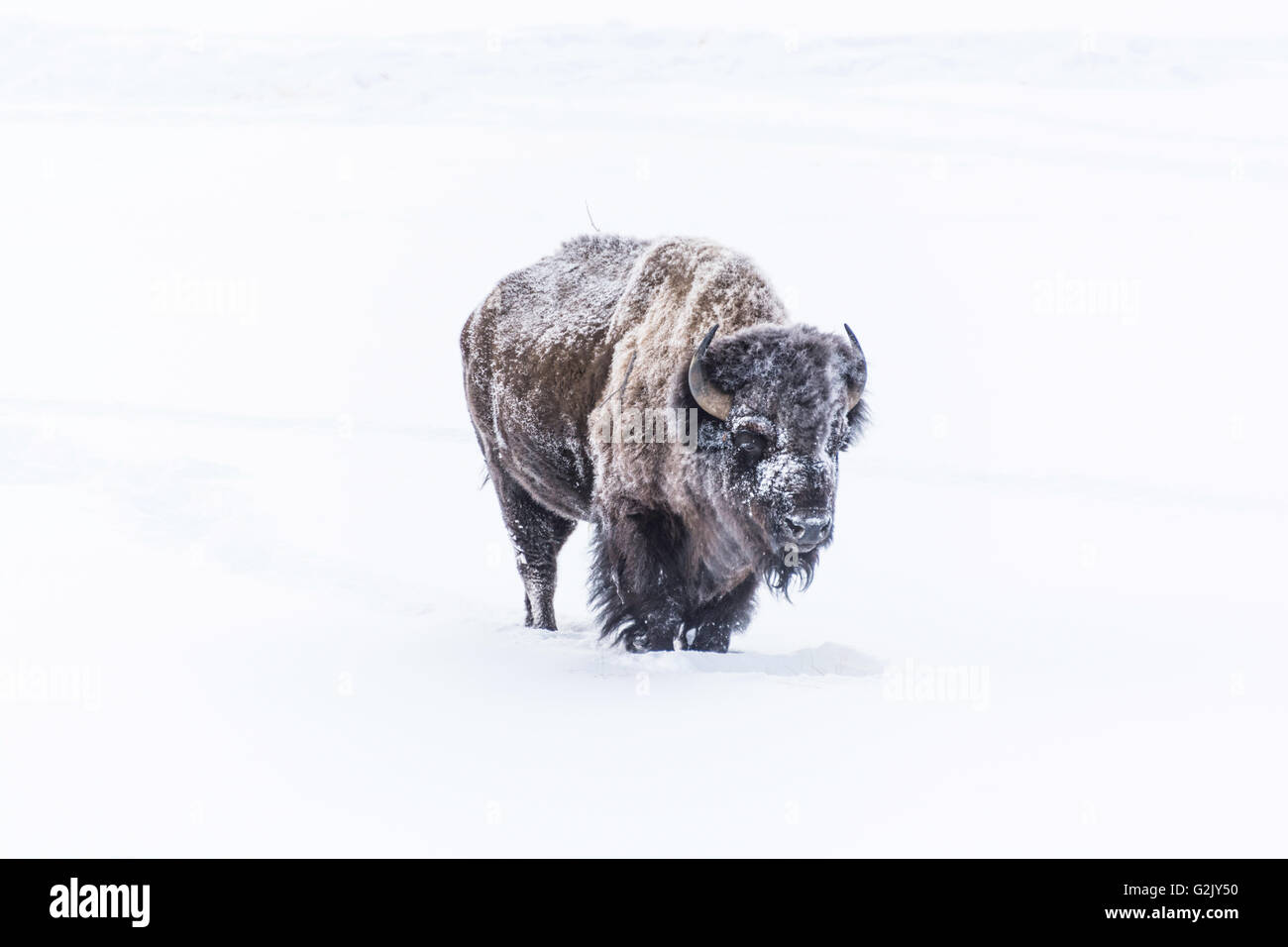 Landscape with wildlife usa Cut Out Stock Images & Pictures - Alamy