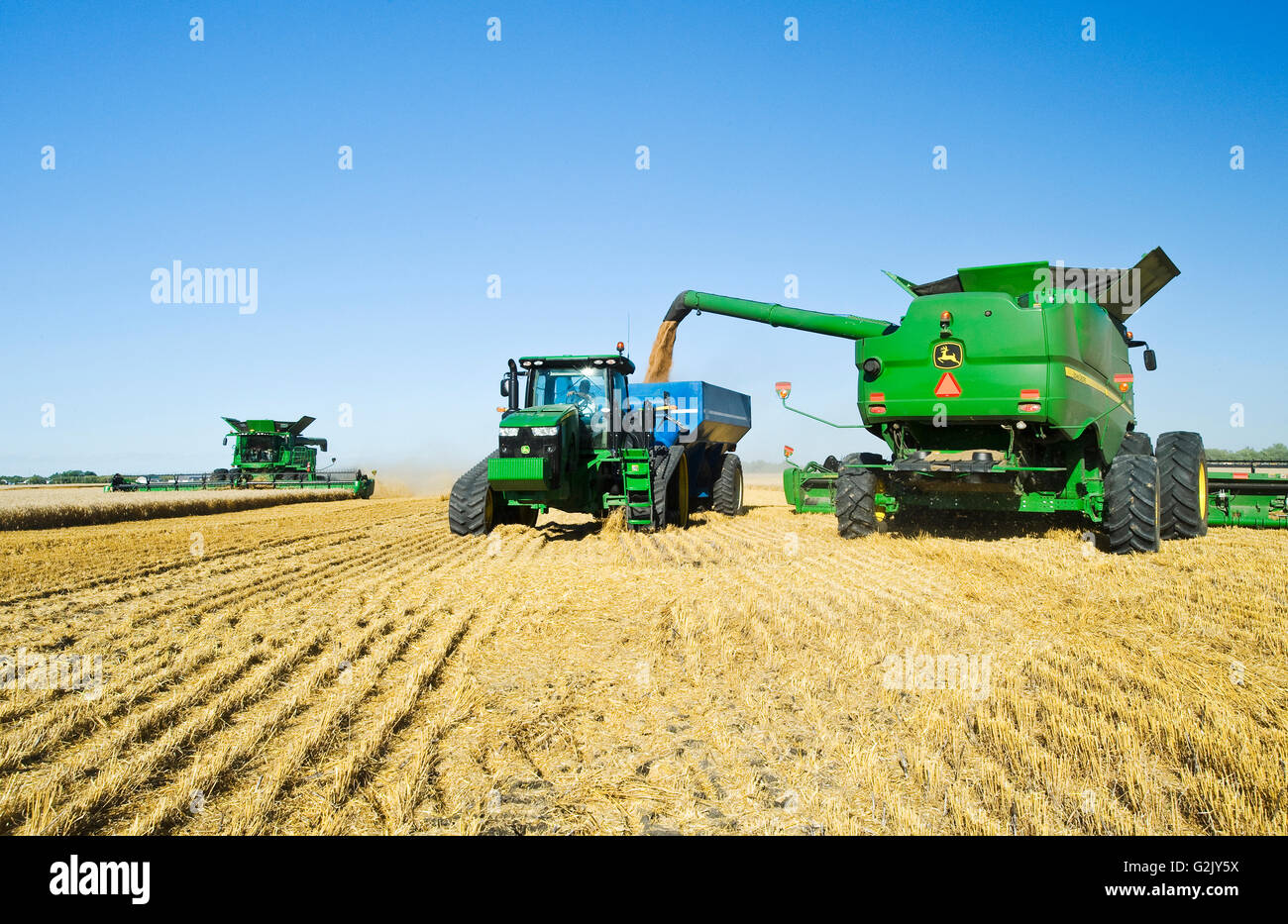 a combine harvests winter wheat while unloading into a grain wagon ...