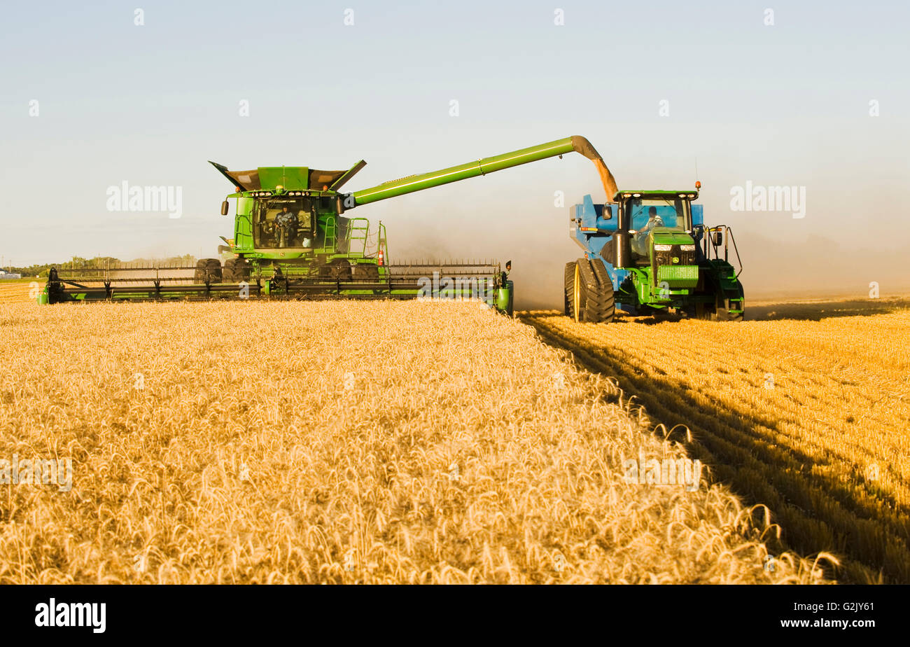 a combine harvester harvests winter wheat while unloading into a grain ...
