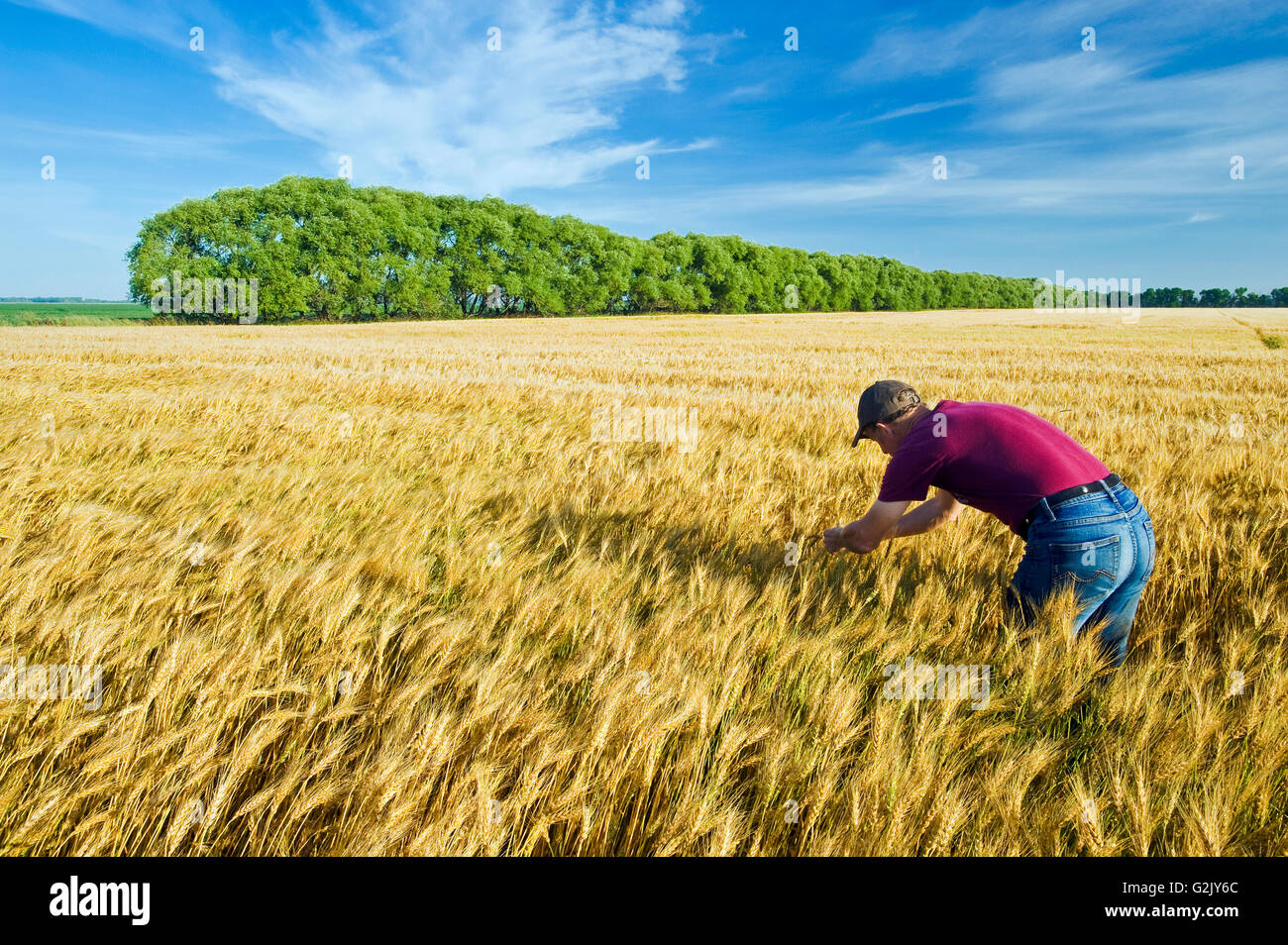 a man scouts a field of maturing spring wheat with a shelterbelt in the ...