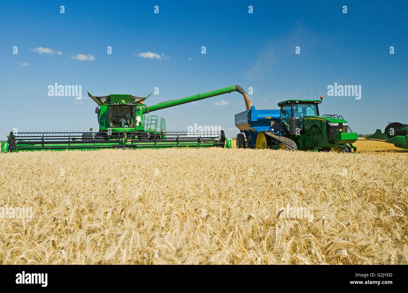 a combine harvester harvests winter wheat while unloading into a grain ...
