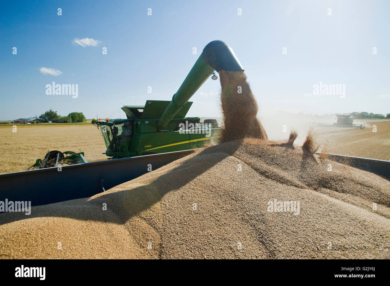a combine harvester harvests winter wheat while unloading into a grain ...