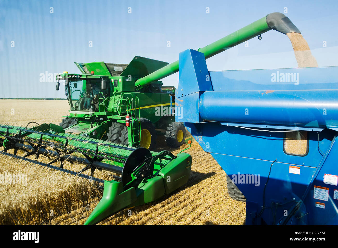 a combine harvester harvests winter wheat while unloading into a grain ...
