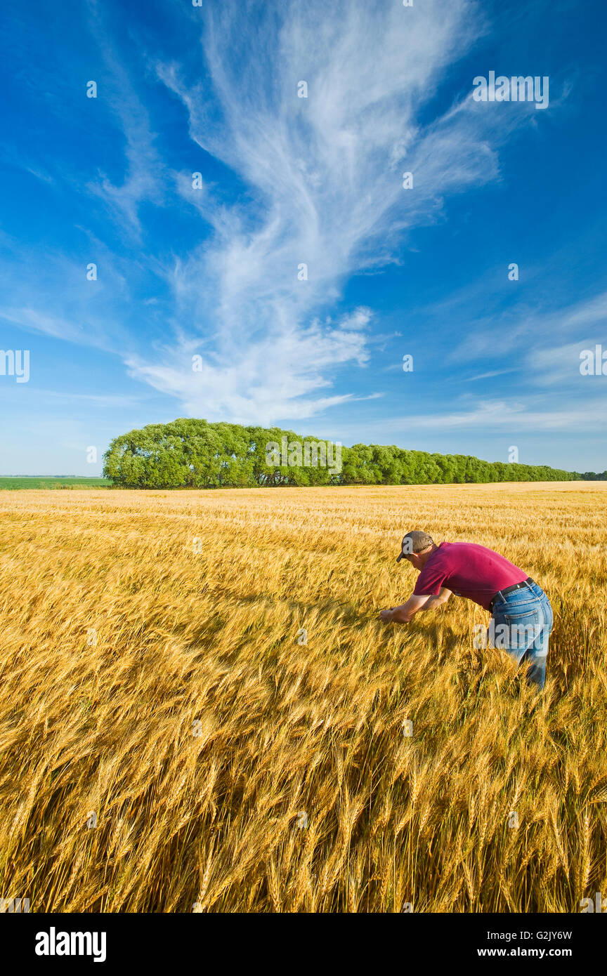 a man scouts a field of maturing spring wheat with a shelterbelt in the ...