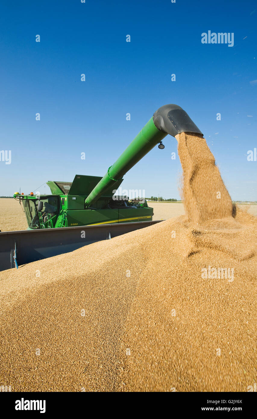 a combine harvester harvests winter wheat while unloading into a grain ...