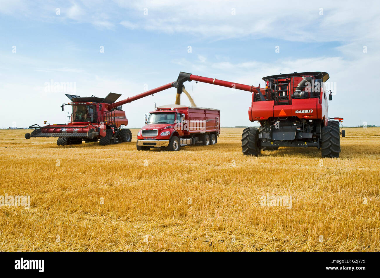 two combine harvesters empty oats into a farm truck during the oat ...