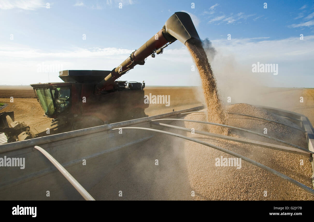 a combine harvester augers yellow field peas into a farm truck during ...