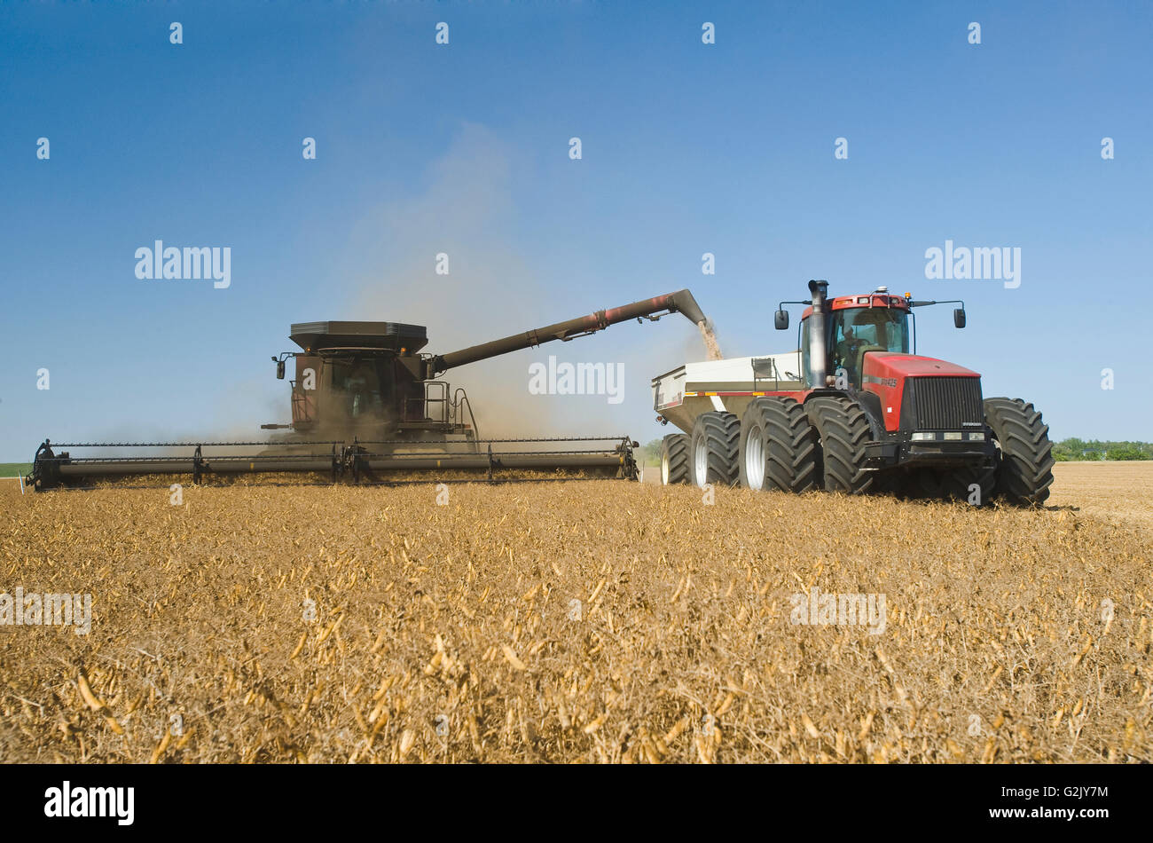 a combine harvester augers yellow field peas into a grain wagon on go ...