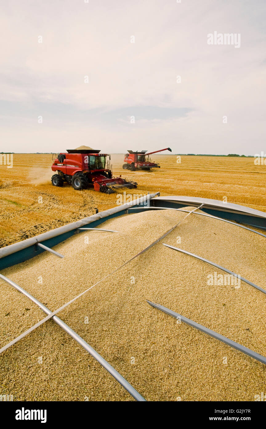Oat harvest hi-res stock photography and images - Alamy