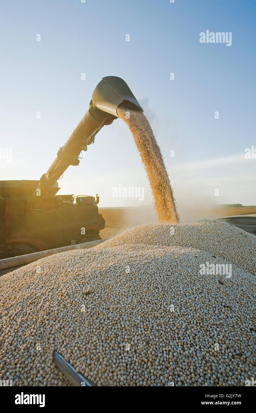 Pea harvest hi-res stock photography and images - Alamy