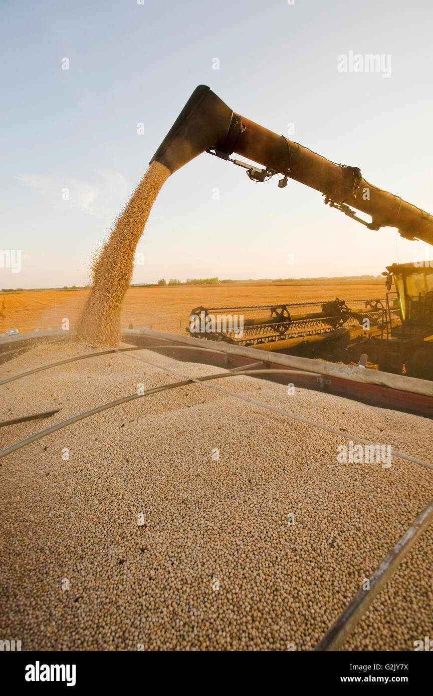 a combine augers yellow field peas into a farm truck during the yellow ...
