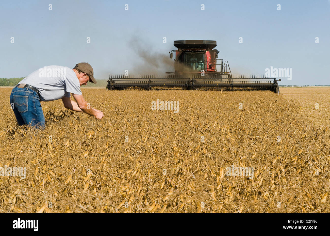 a man examines yellow field peas while a combine harvester harvests the ...