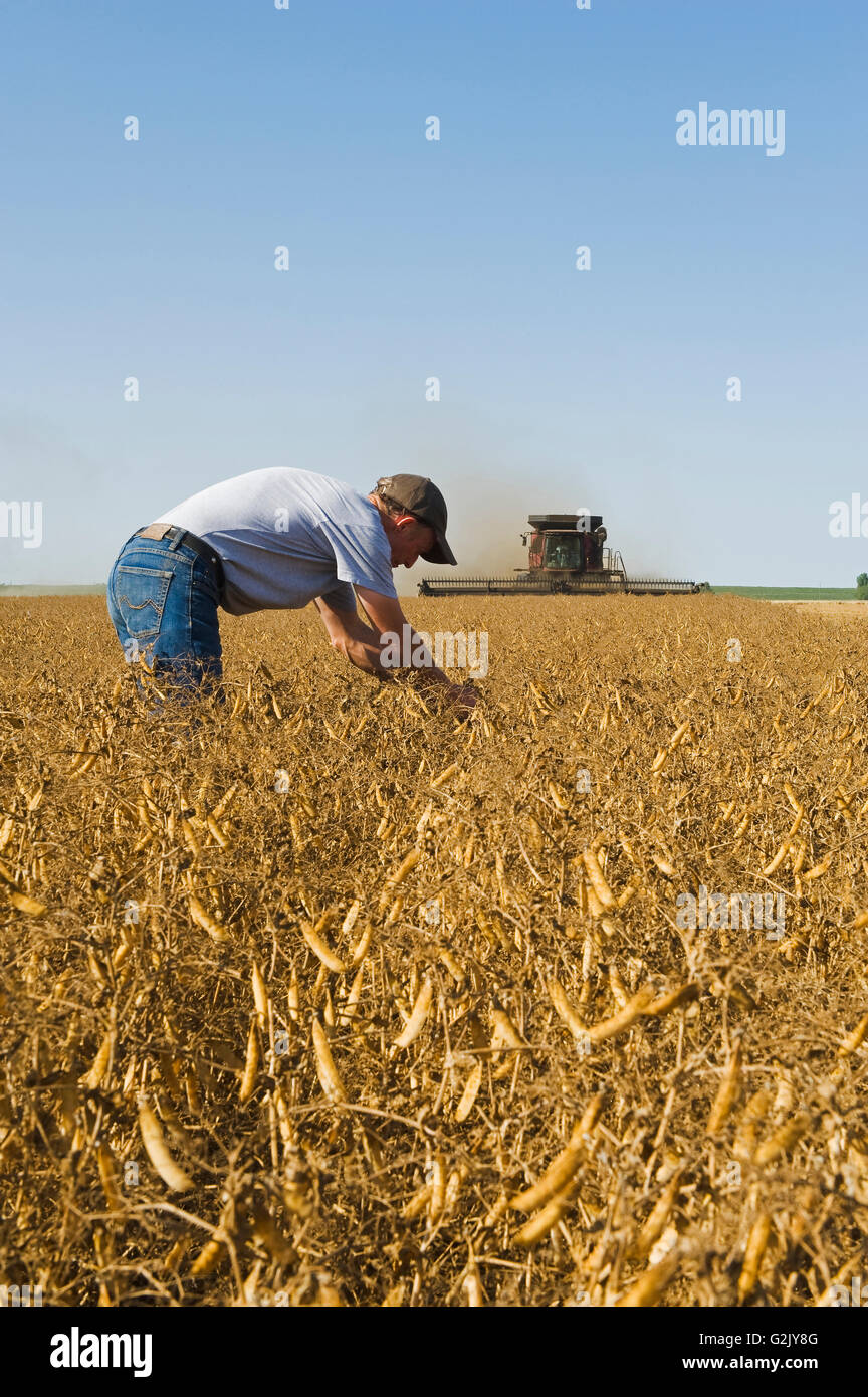 a man examines yellow field peas while a combine harvester harvests the ...