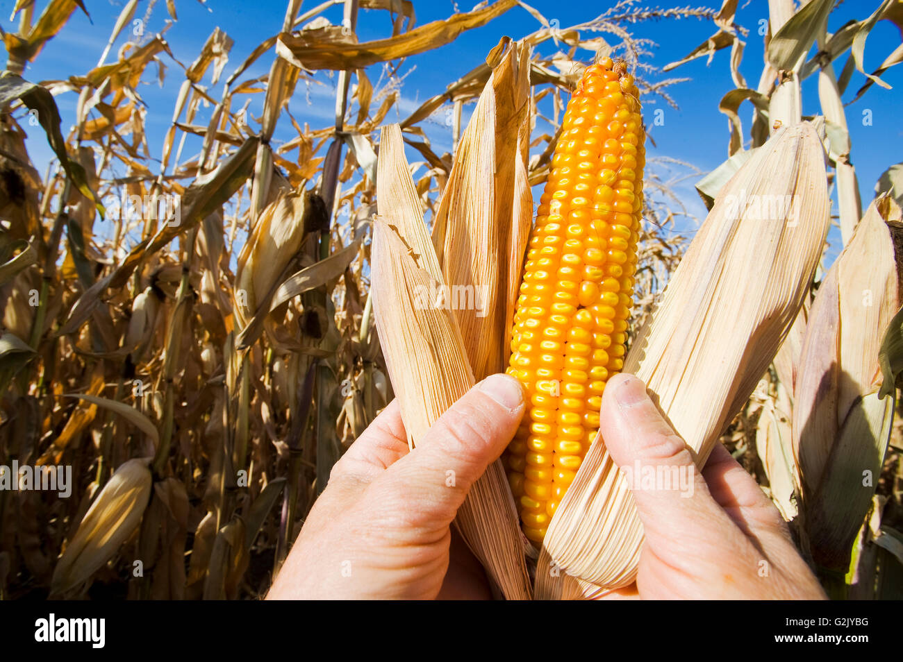 close-up of feed/grain corn, near Carey, Manitoba, Canada Stock Photo ...
