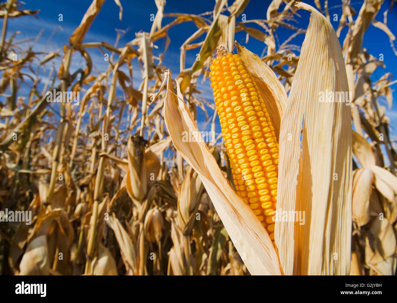 Corn grain close up hi-res stock photography and images - Alamy
