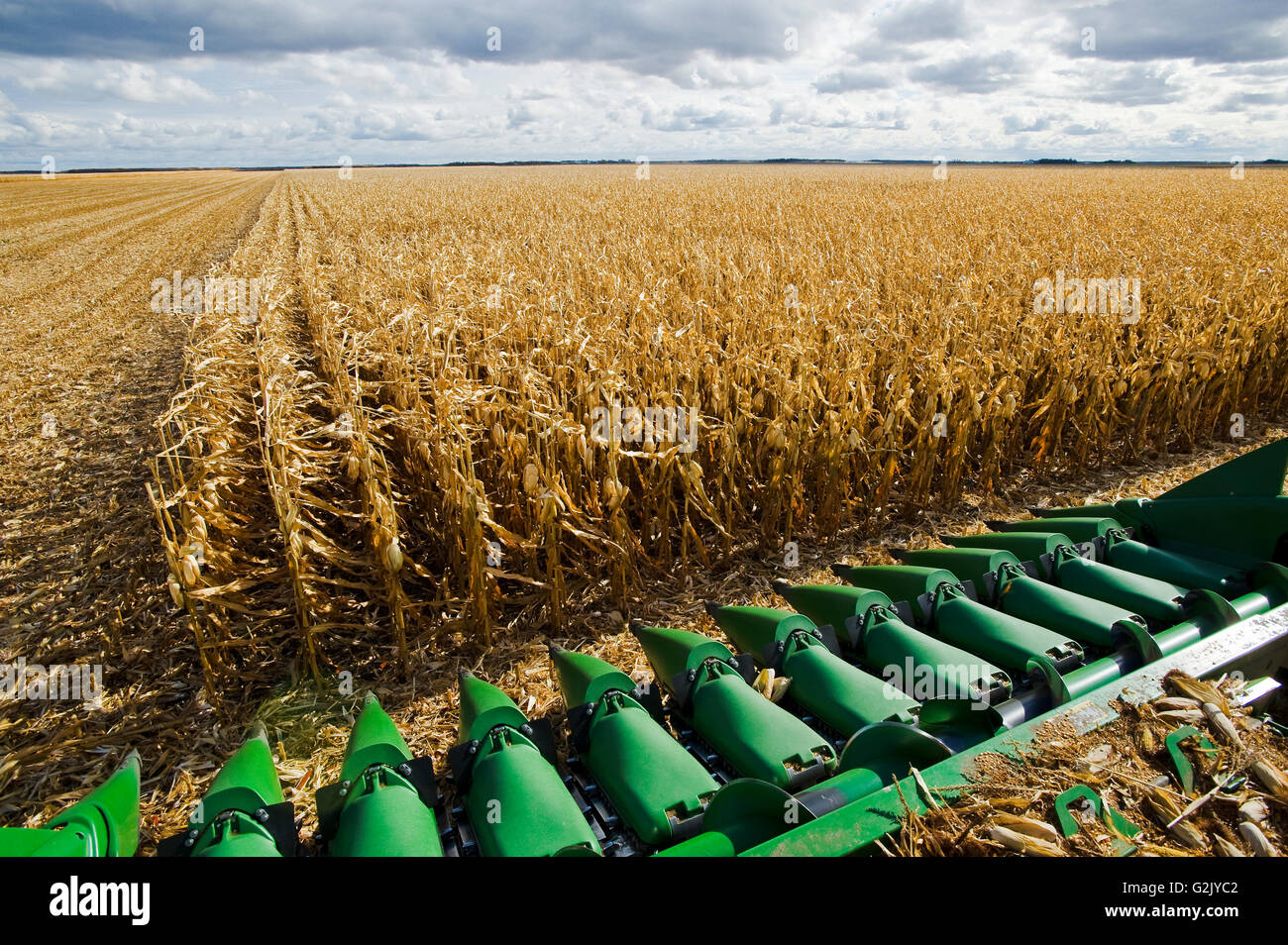 a combine harvester header in front of a field of mature feed/grain ...