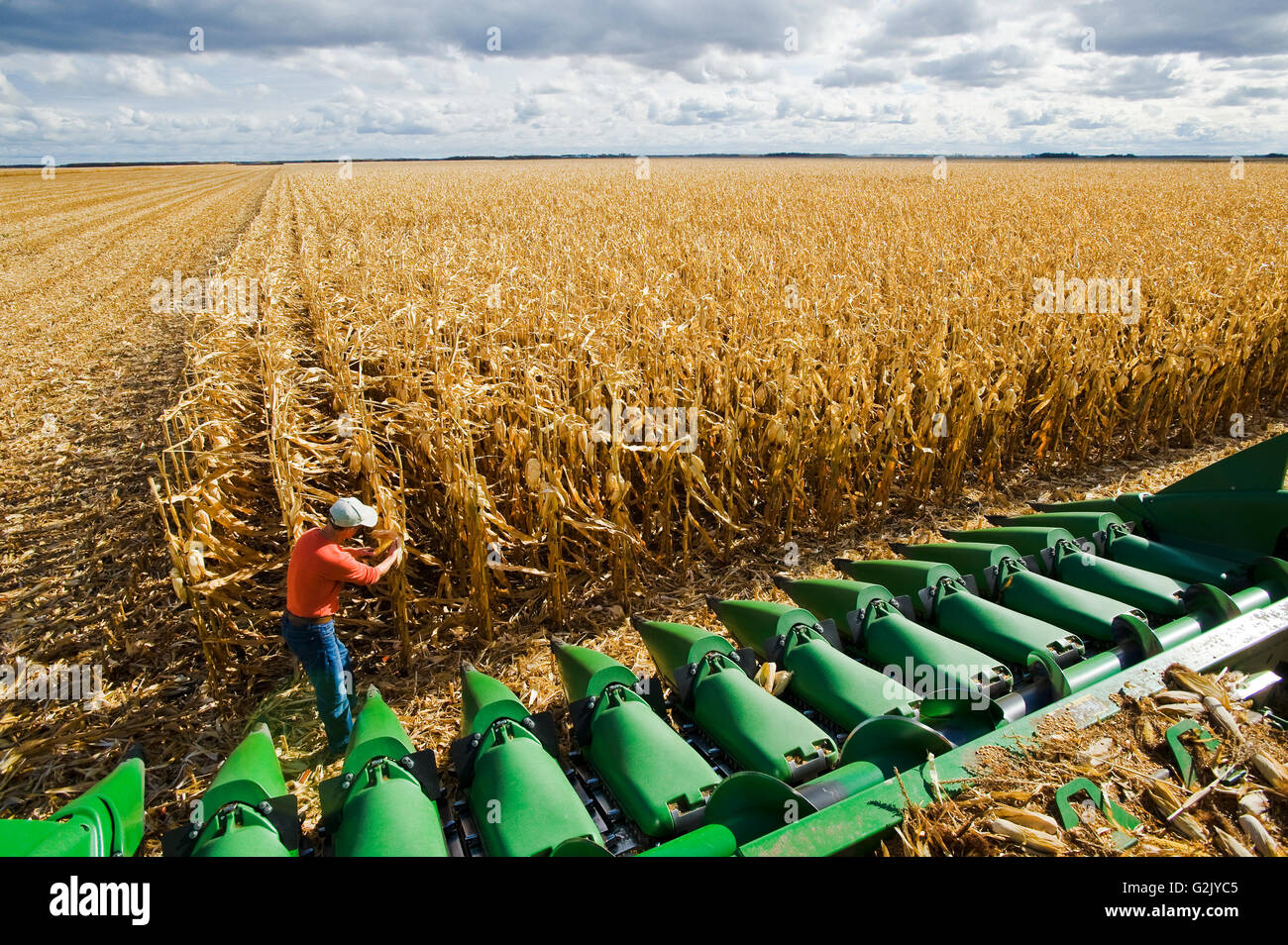 Farmer with grain corn hi-res stock photography and images - Alamy