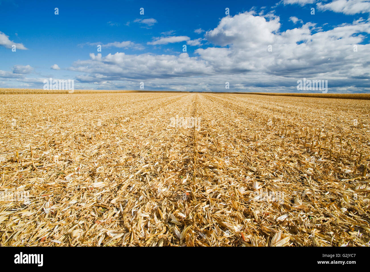 a field of feed/grain corn stubble that stretches to the horizon, near ...