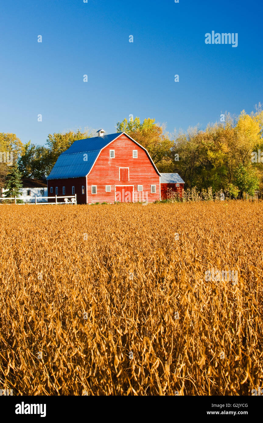 Soybean tree hi-res stock photography and images - Alamy