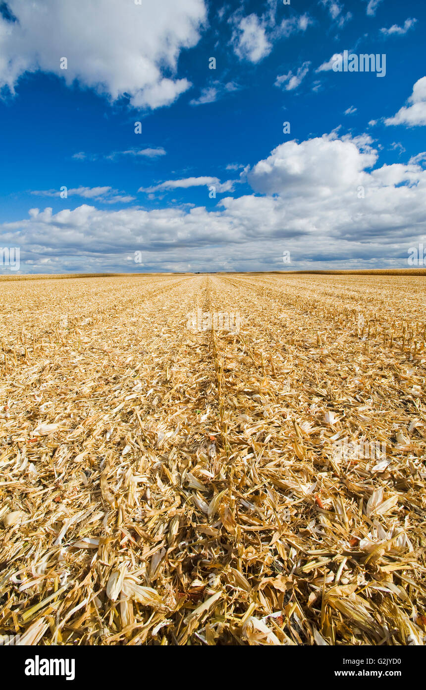 a field of feed/grain corn stubble that stretches to the horizon, near ...