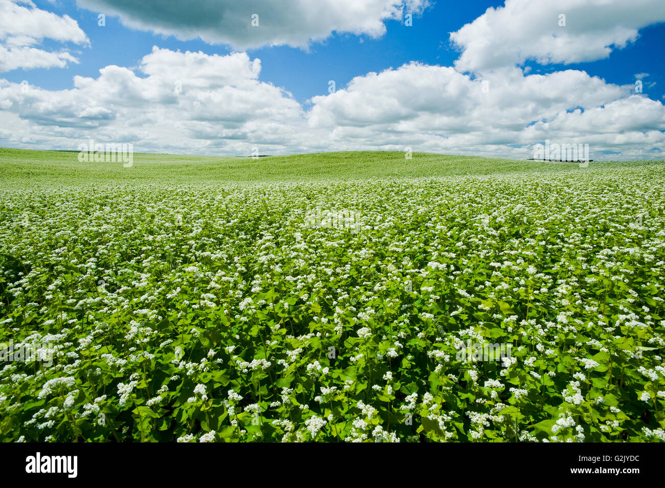 Monocrop agriculture hi-res stock photography and images - Alamy