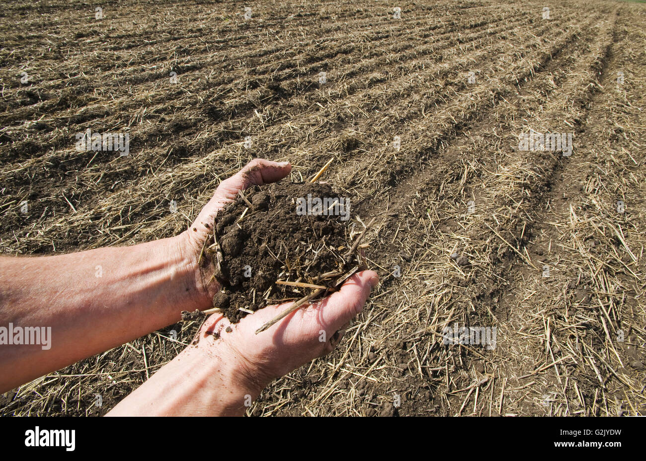 a recently seeded canola field containng soil with grain straw residue ...