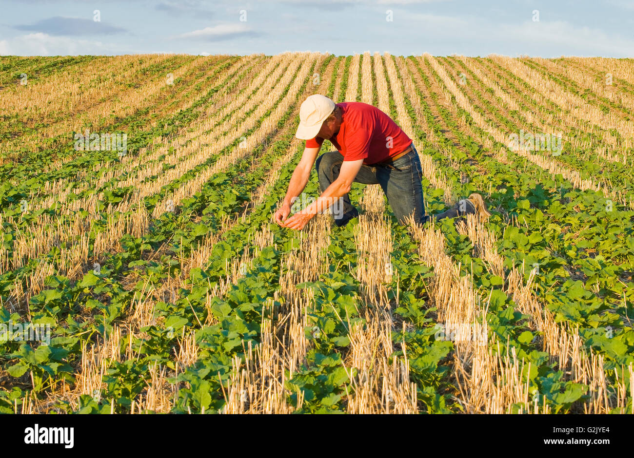a farmer scouts an early growth canola in a zero till grain stubble ...