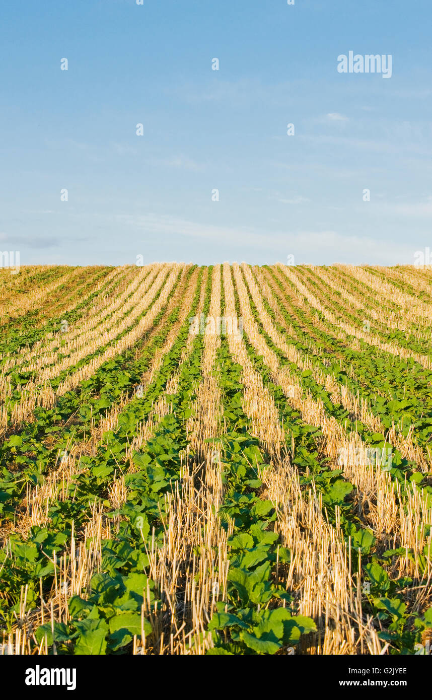 early growth canola in zero till grain stubble, Tiger Hills, Canada ...