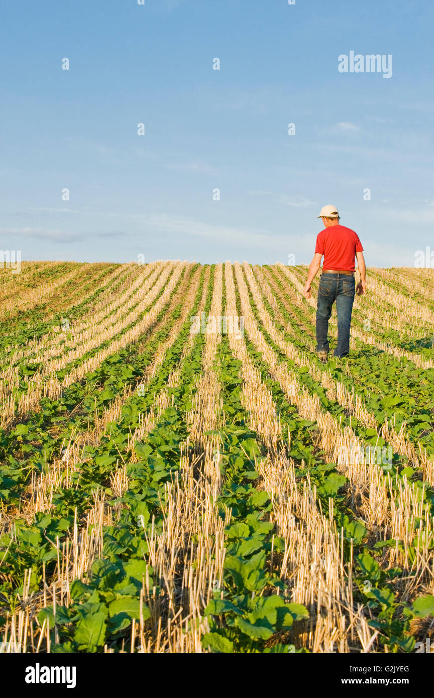 a farmer scouts an early growth canola in a zero till grain stubble ...