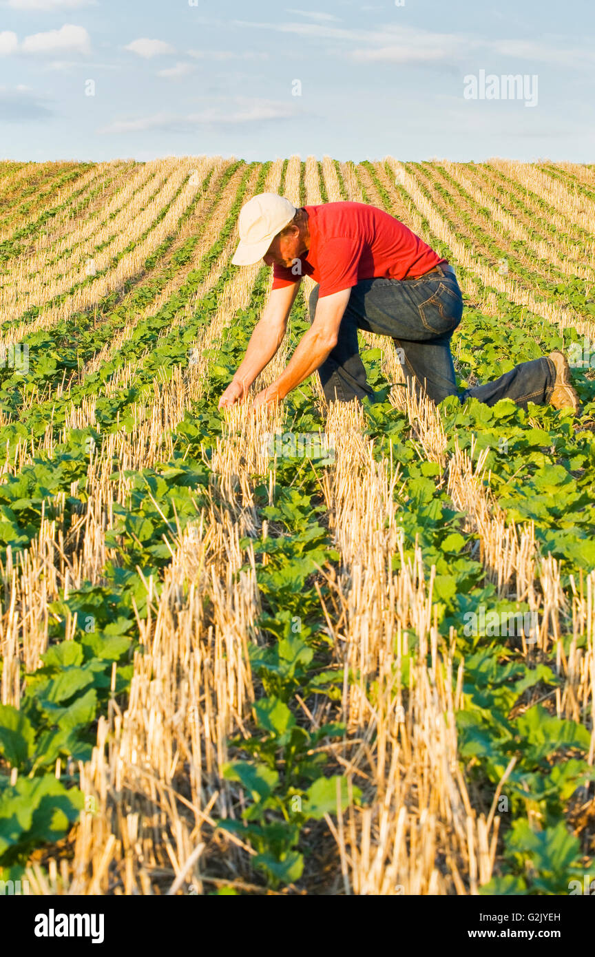 a farmer scouts an early growth canola in a zero till grain stubble ...