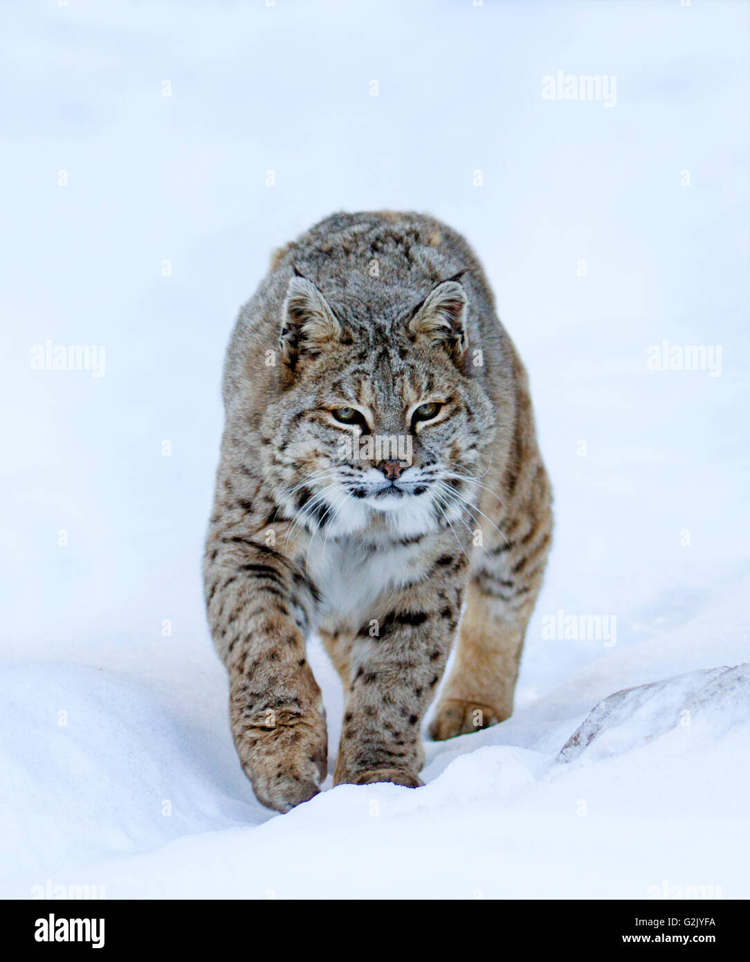 Bobcat (Lynx rufus) is a North American wild cat. Walking on snow Stock ...