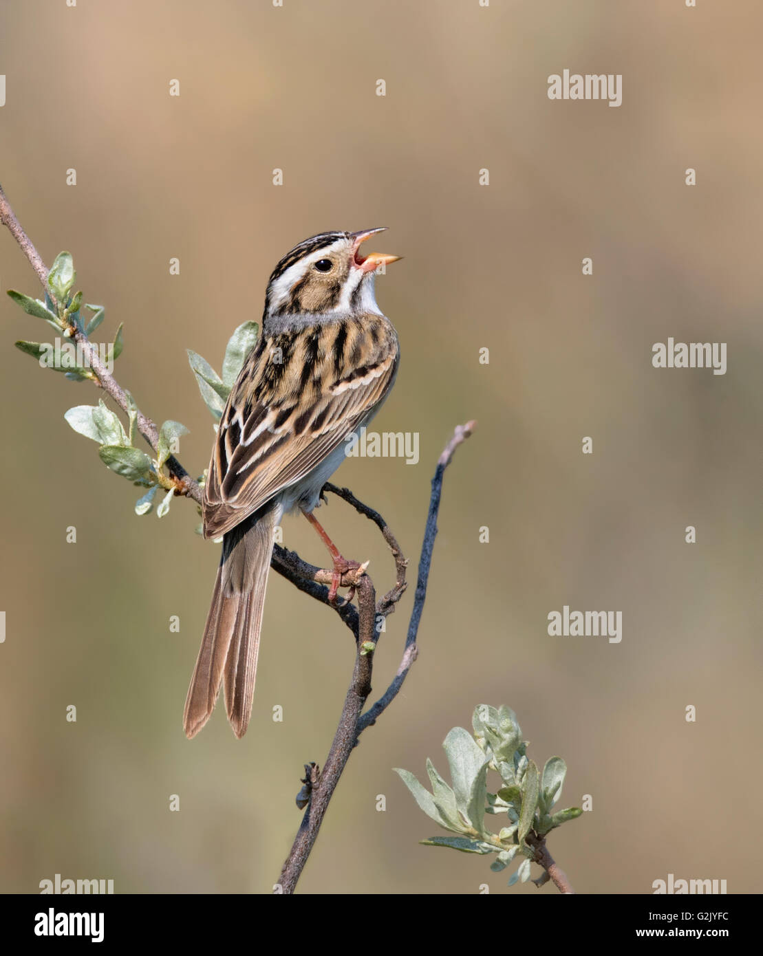 Coloured clay hi-res stock photography and images - Alamy